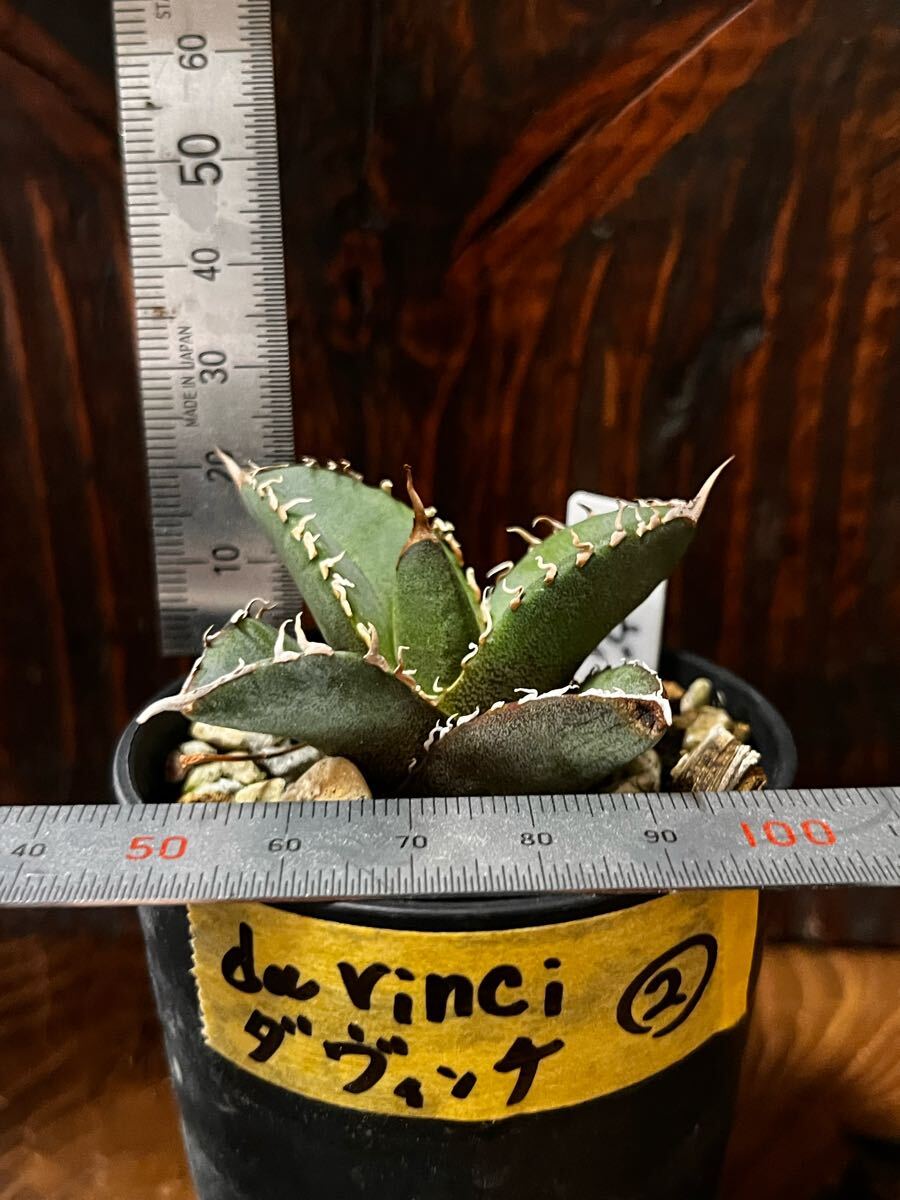 【やや傷や汚れあり】Agave titanota【 Leonardo da Vinci Jr.】gg識別愛称レオナルド・ダ・ヴィンチ ...