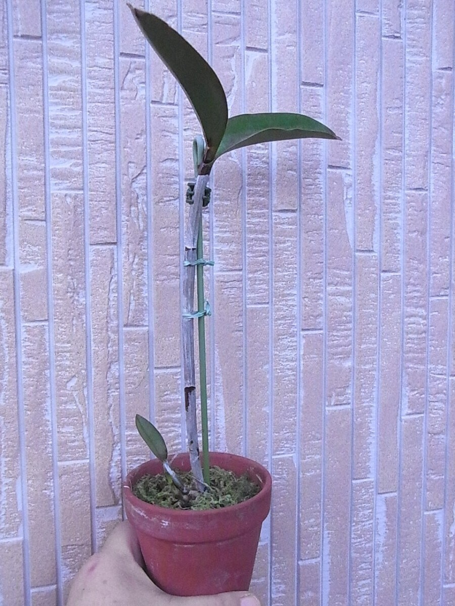 【目立った傷や汚れなし】 【洋蘭原種】 C. tenuis “Borabora”（OG）稀少種開花株の落札情報詳細 - Yahoo ...