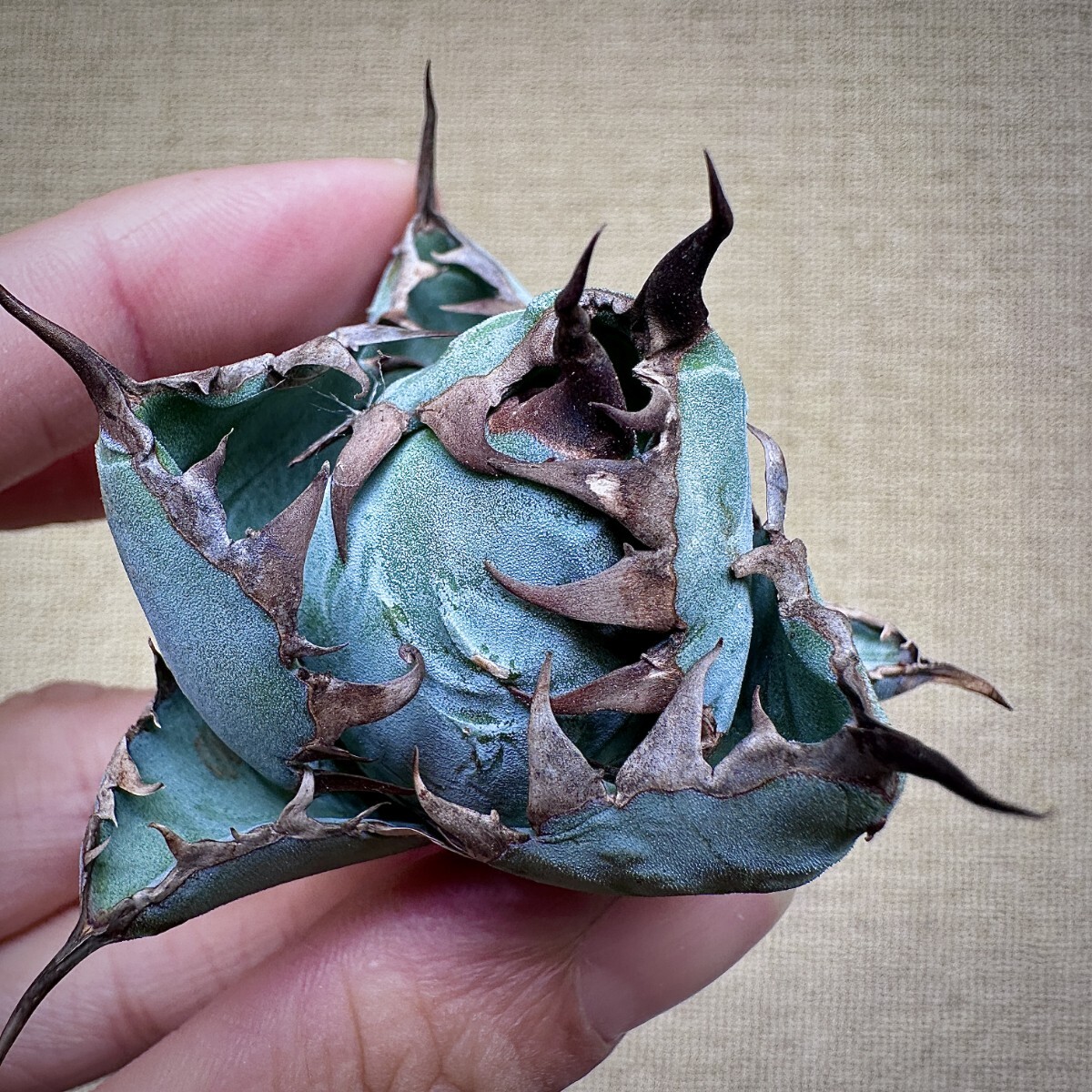 【目立った傷や汚れなし】【MCGRADY-PLANTS】J827 アガベ チタノタ BB ブラックアンドブルー 濃黒棘 超強棘 短広葉タイプ 陽炎 Sクラスは希少株 極美極上株の落札情報詳細 ...