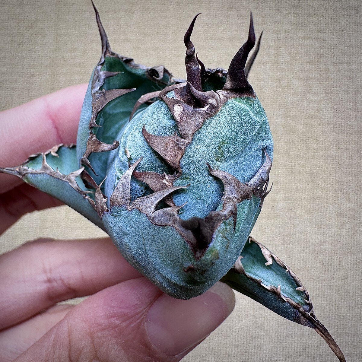 【目立った傷や汚れなし】【MCGRADY-PLANTS】J827 アガベ チタノタ BB ブラックアンドブルー 濃黒棘 超強棘 短広葉タイプ 陽炎 Sクラスは希少株 極美極上株の落札情報詳細 ...