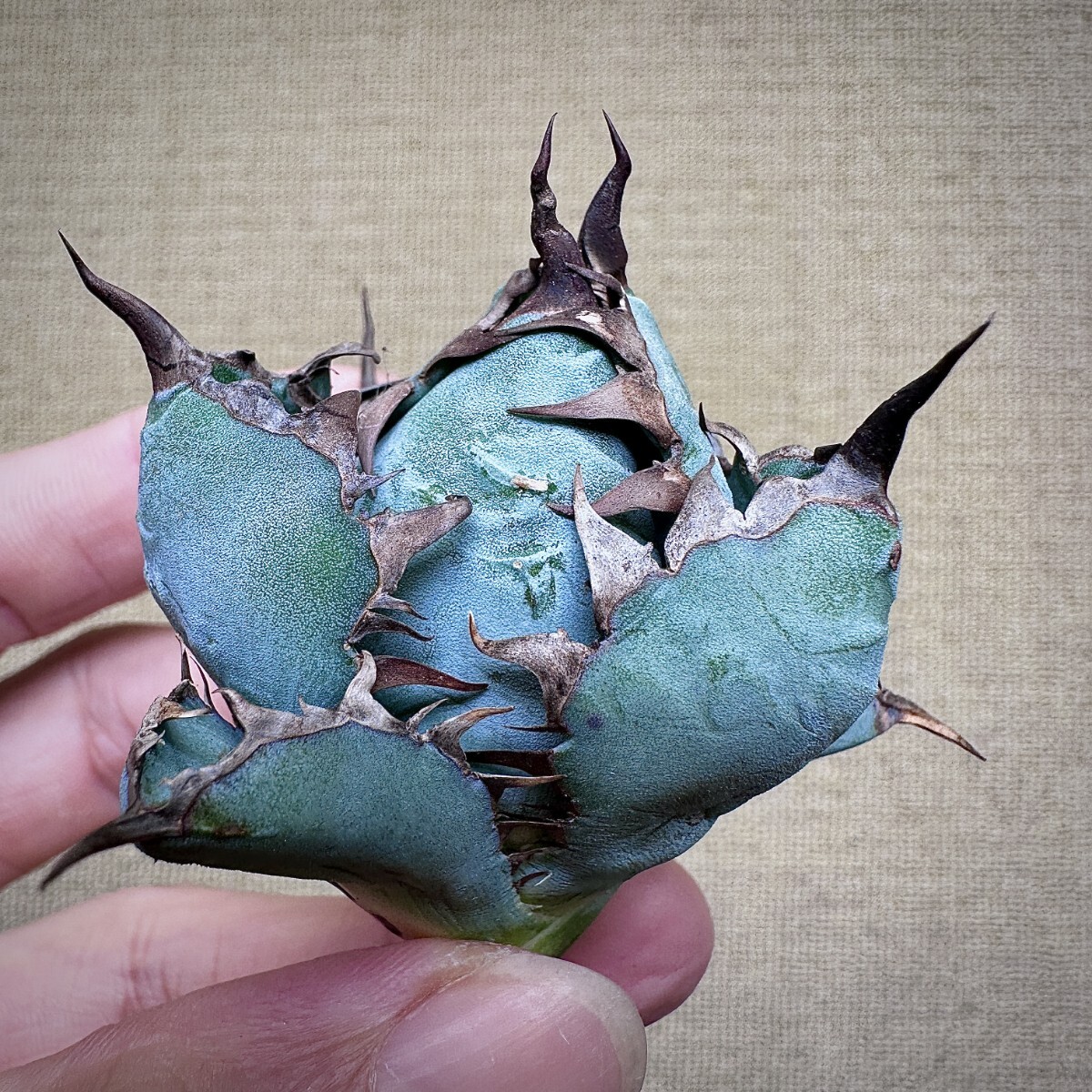 【目立った傷や汚れなし】【MCGRADY-PLANTS】J827 アガベ チタノタ BB ブラックアンドブルー 濃黒棘 超強棘 短広葉タイプ 陽炎 Sクラスは希少株 極美極上株の落札情報詳細 ...