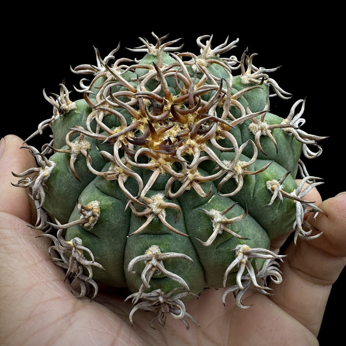【目立った傷や汚れなし】185C サボテン 多肉植物 ギムノカリキウム短刺天平丸 極上品 美株の落札情報詳細 - Yahoo!オークション落札 ...