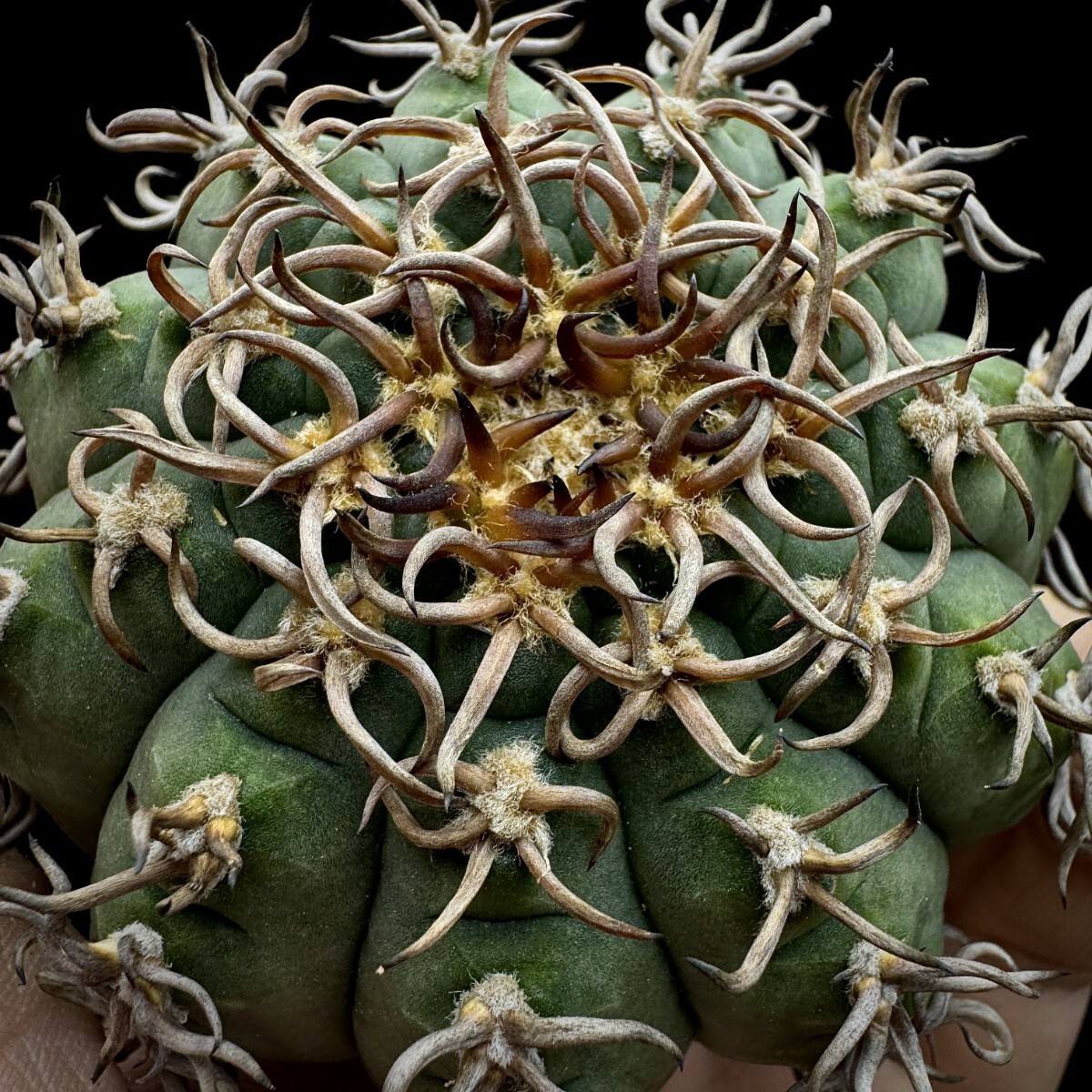 【目立った傷や汚れなし】185C サボテン 多肉植物 ギムノカリキウム短刺天平丸 極上品 美株の落札情報詳細 - Yahoo!オークション落札 ...