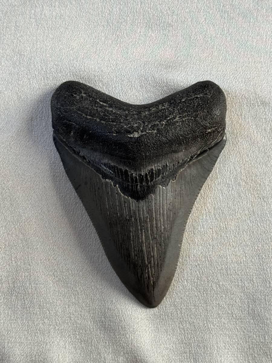 【目立った傷や汚れなし】化石 サメの歯 メガロドン サウスカロライナ Hawthorn Formation 産出 1の落札情報詳細 ...
