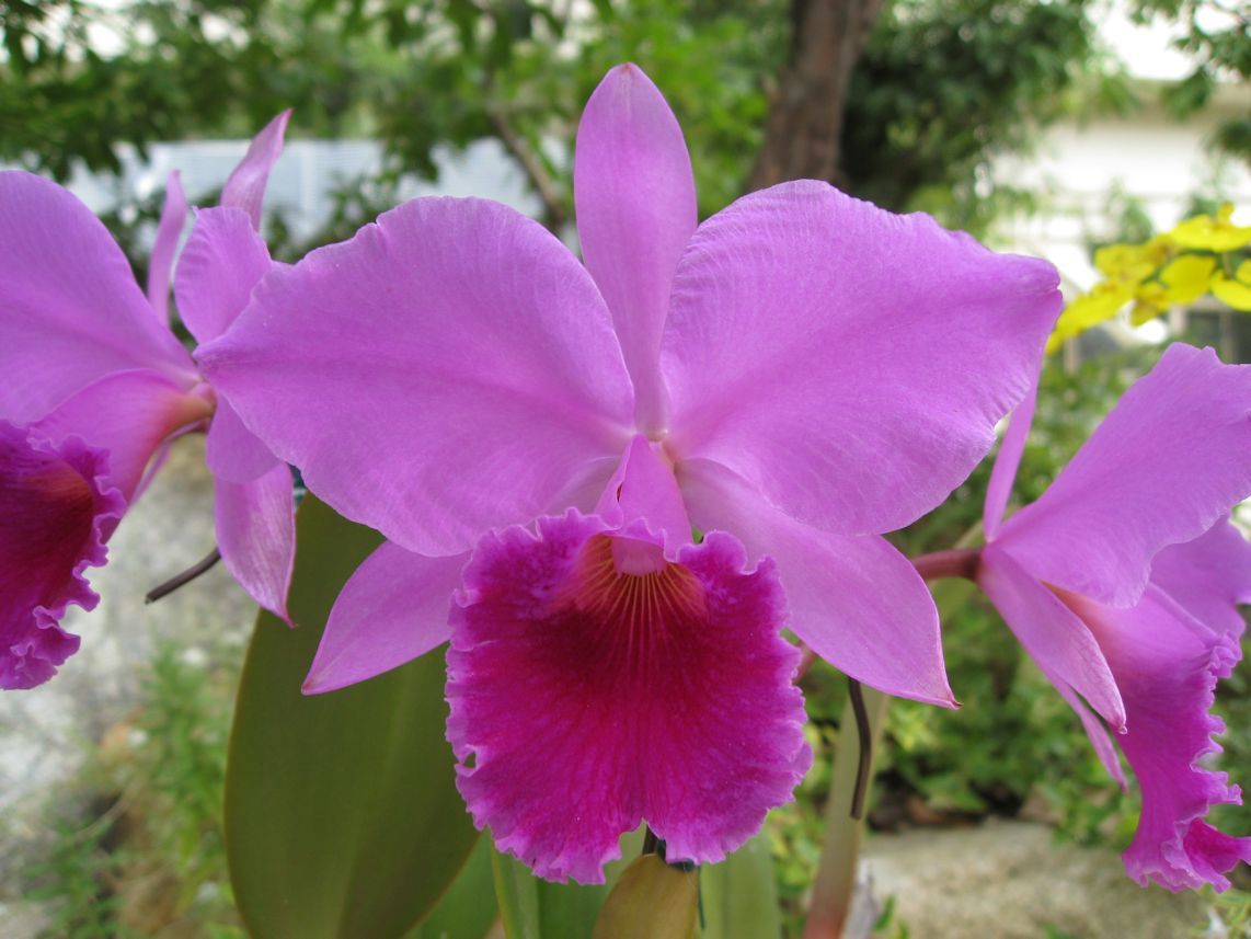 洋蘭 原種 C.labiata fma. rubra 'Schuller' FCC/RHS (MC)の落札情報詳細 - Yahoo ...