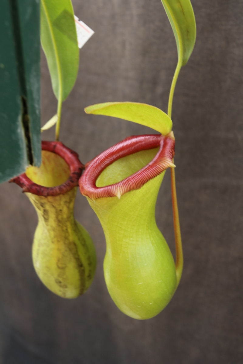 N.ventricosa Polis Pass AOK-IHR 4号【食虫植物 ネペンテス】 HIPS 13-02477の落札情報詳細 ...