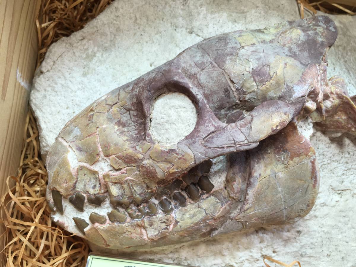 化石 メリコイドドン オレオドン類 頭骨 頭蓋骨 骨 Merycoidodon culbertsonii 北アメリカ サウスダコタ州 ...