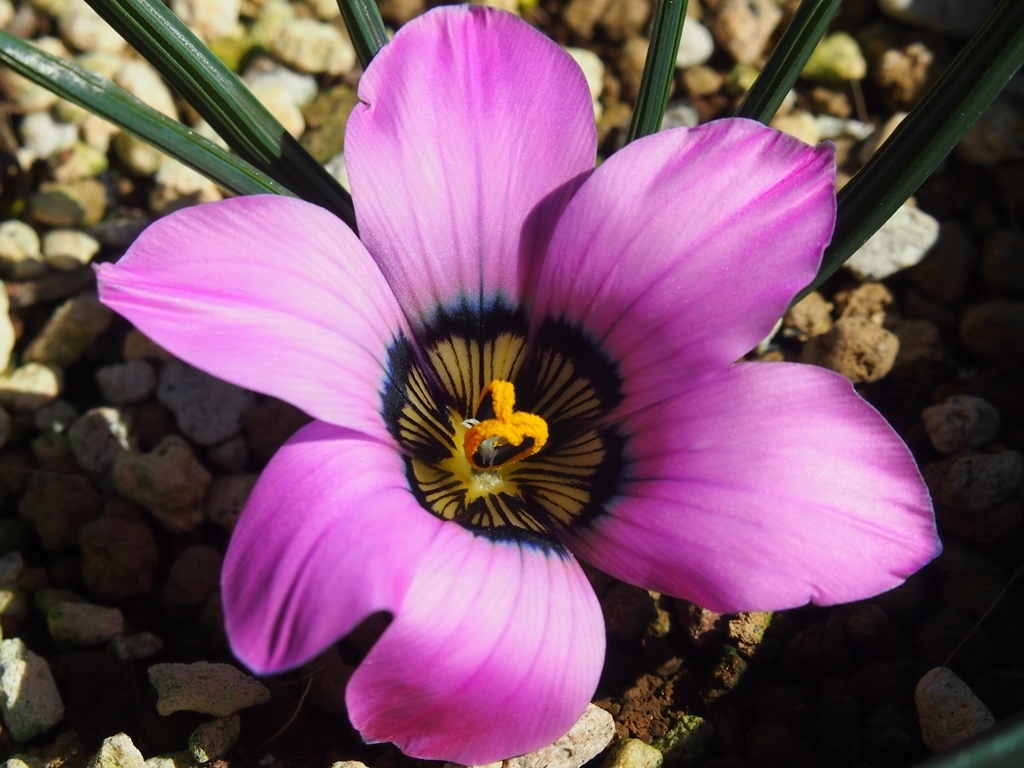 【新品】球根 ロムレア アトランドラ Romulea atrandra （今回限り）の落札情報詳細 - ヤフオク落札価格検索 オークフリー