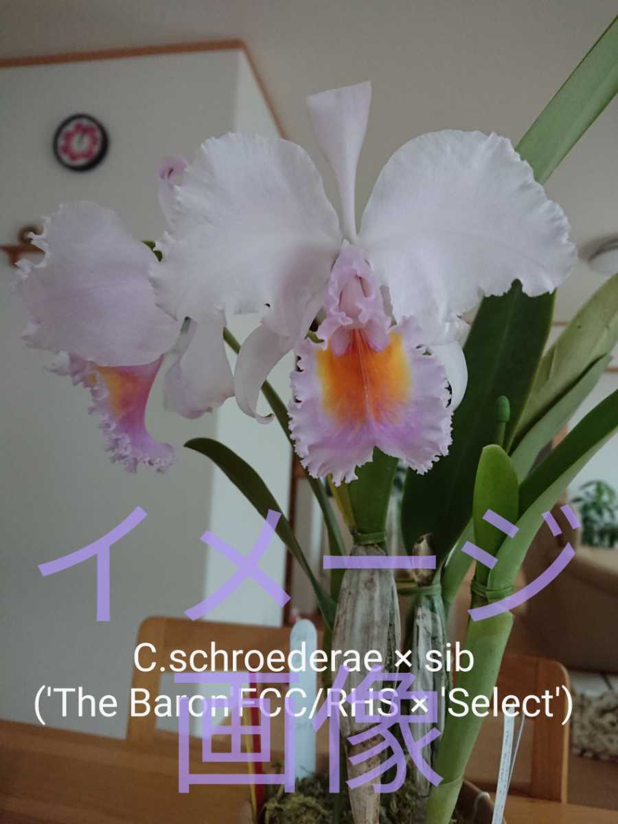 【新品】★洋蘭★原種★カトレア★C. schroederae 'Popayan' x self★シュロデレー ‘ポパヤン’ セルフ★実生株★ ...