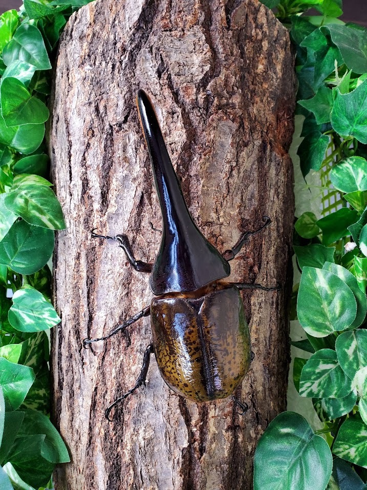 【未使用】DH.ヘラクレスオオカブト成虫ペア417 ♂148mm ♀66mm の落札情報詳細 - Yahoo!オークション落札価格検索 オークフリー