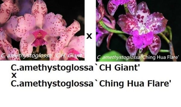 【その他】HIF洋蘭 149 C. amethystoglossa x sib. ('Ching Hua Flare' x 'C.H ...