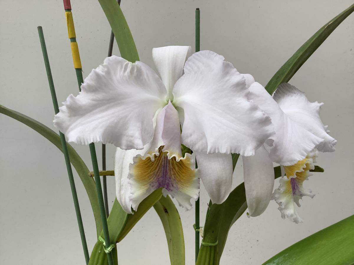 【やや傷や汚れあり】C.mossiae var coerulea 'Blanca' (OG)の落札情報詳細 - Yahoo!オークション落札 ...
