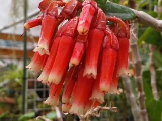 【やや傷や汚れあり】Macleania insignis 挿木苗の落札情報詳細 - ヤフオク落札価格検索 オークフリー