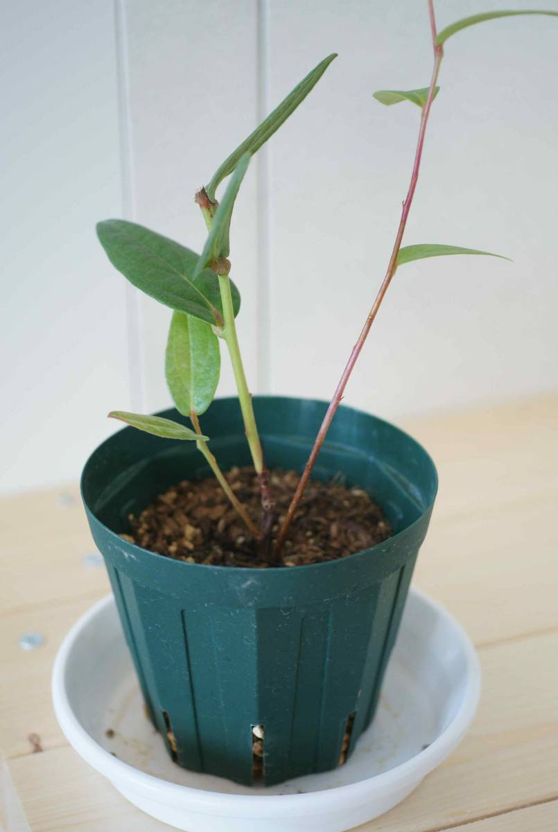 【やや傷や汚れあり】Macleania insignis 挿木苗の落札情報詳細 - ヤフオク落札価格検索 オークフリー