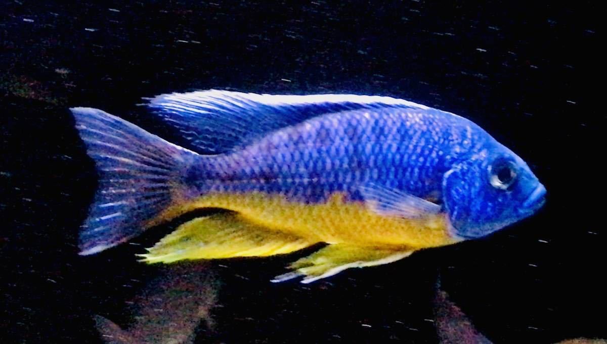 【未使用】アフリカンシクリッド protomelas spilonotus tanzania プロトメラススピロノータスタンザニア 幼魚4匹 ...