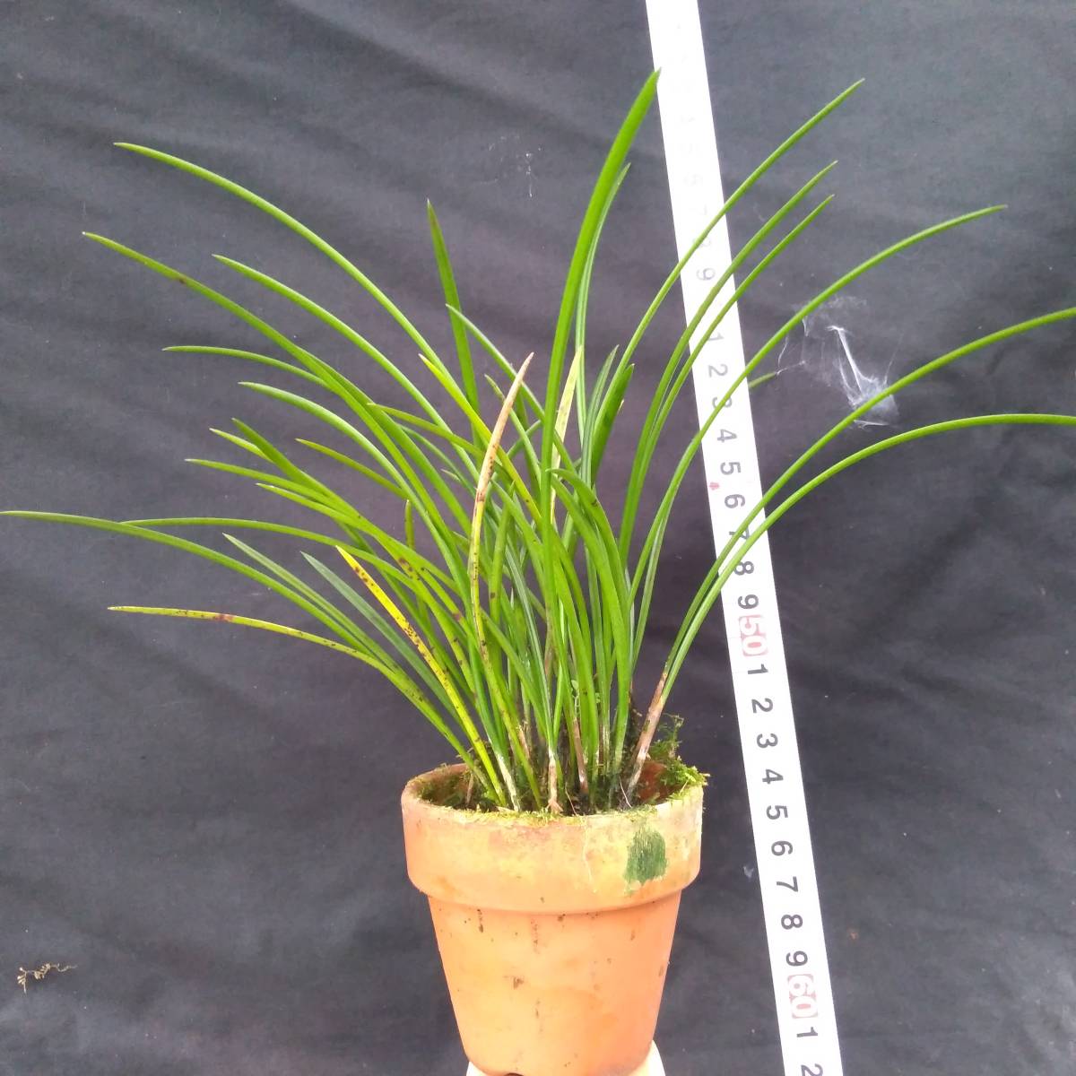 【傷や汚れあり】洋蘭☆Dendrochilum wenzeliiの落札情報詳細 - ヤフオク落札価格検索 オークフリー