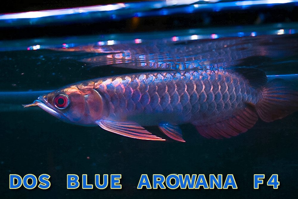 【未使用】売り切り 原産国マレーシア産 極上-青い過背金龍『DOS・BLUE・AROWANA F4』 メタル藍底タイプ 22㎝ NO2425 の落札情報詳細| ヤフオク落札価格情報 オークフリー