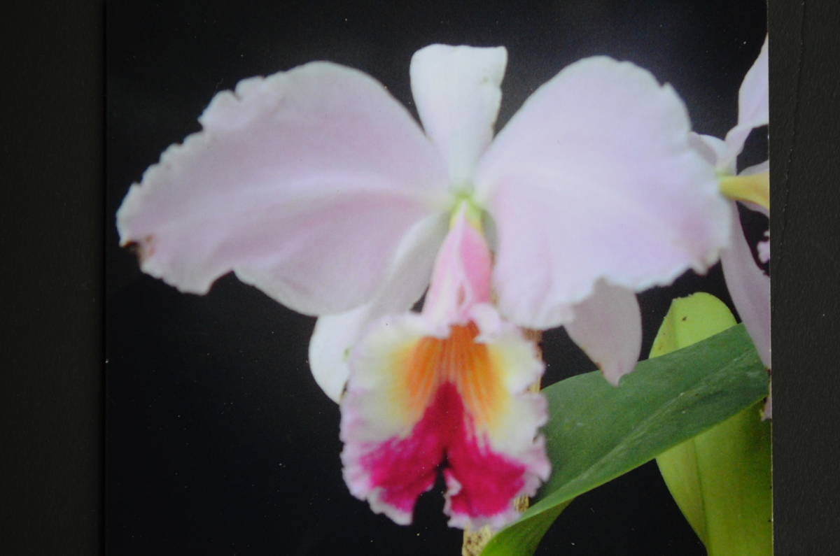 【やや傷や汚れあり】No.393 洋蘭 原種 カトレア C.labiataの落札情報詳細 - ヤフオク落札価格情報 オークフリー