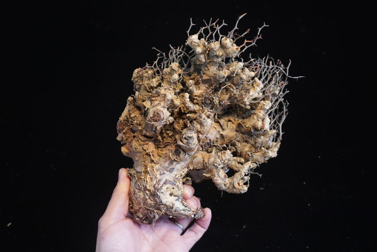 【やや傷や汚れあり】5 チレコドン万物想 レティキュラーツス 現地株 Tylecodon reticulatus Ceraria ...