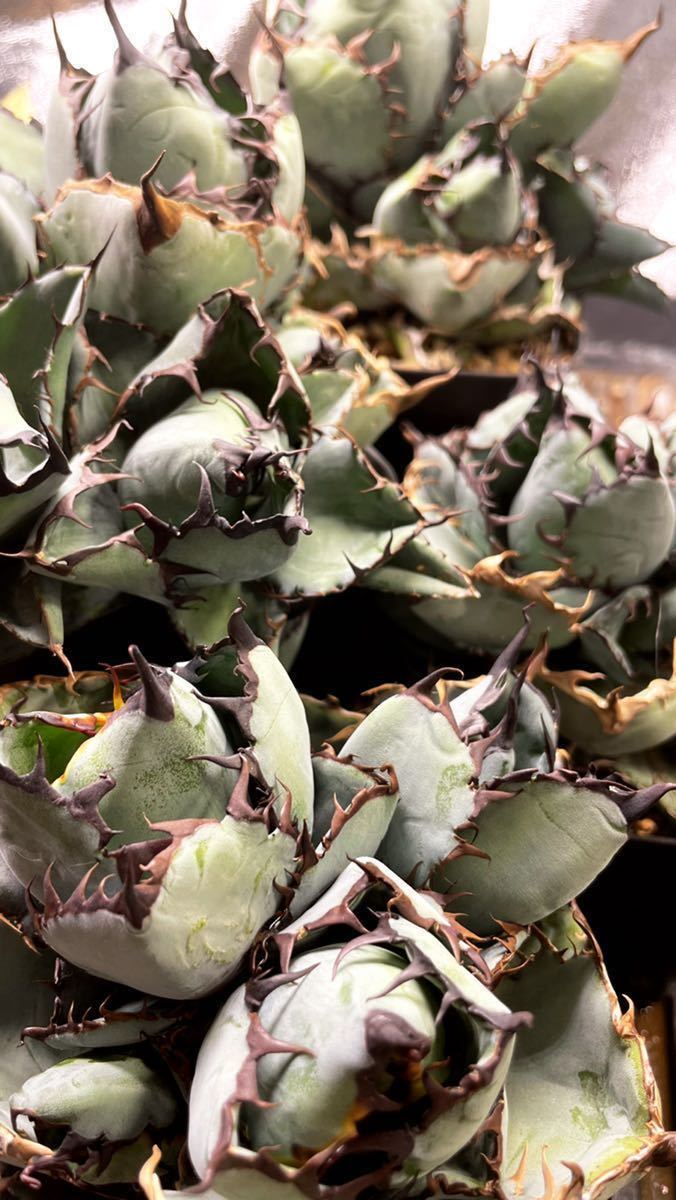 【やや傷や汚れあり】子株 [斑入り] アガベ チタノタ BB ブラックアンドブルー 5cm ブルーボール 選抜の落札情報詳細 - Yahoo ...