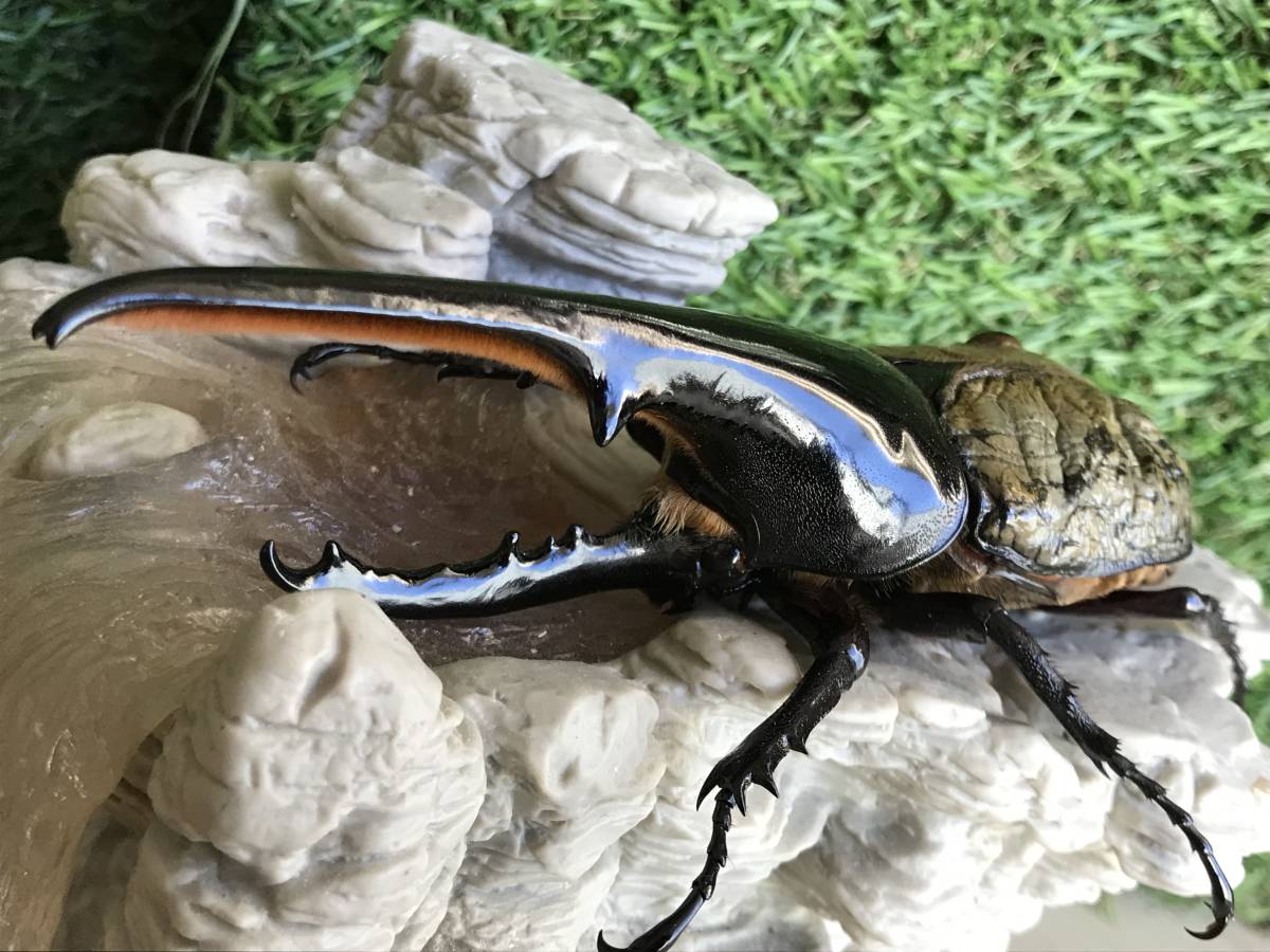 【未使用】【送料無料】DHヘラクレス成虫 オス 一頭 143mmの落札情報詳細 - Yahoo!オークション落札価格検索 オークフリー