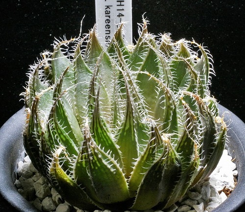 【目立った傷や汚れなし】ハオルシア H. kareensis MH 14-317-2 Kareeberg の落札情報詳細| ヤフオク落札価格 ...