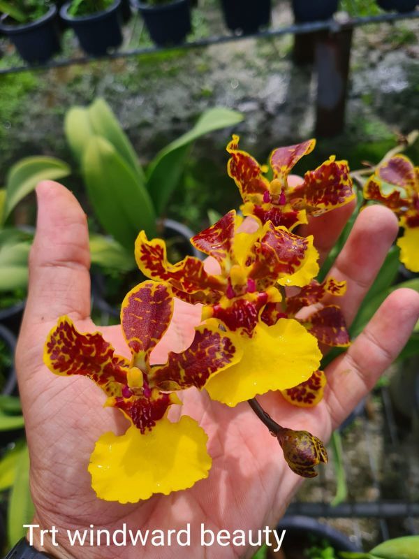 【未使用】Trichocentrum sprucei オンシジウム Oncidium 原種 第4種 第四種 洋蘭 洋ランの落札情報詳細 ...