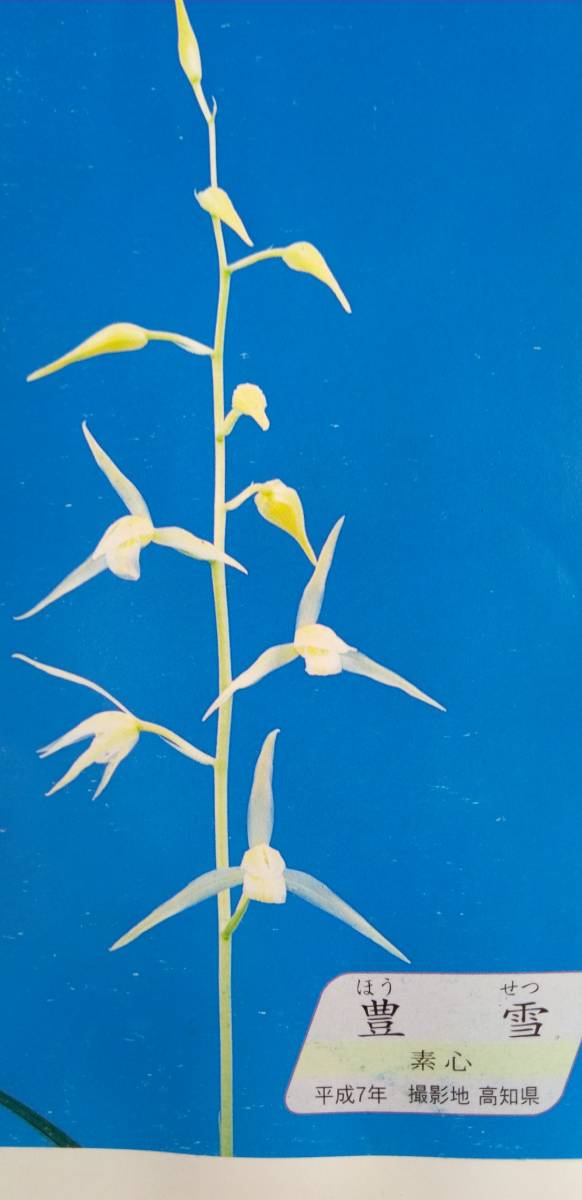 【未使用】寒蘭 登録銘品・豊雪成木大 素芯 3の落札情報詳細 - Yahoo!オークション落札価格検索 オークフリー