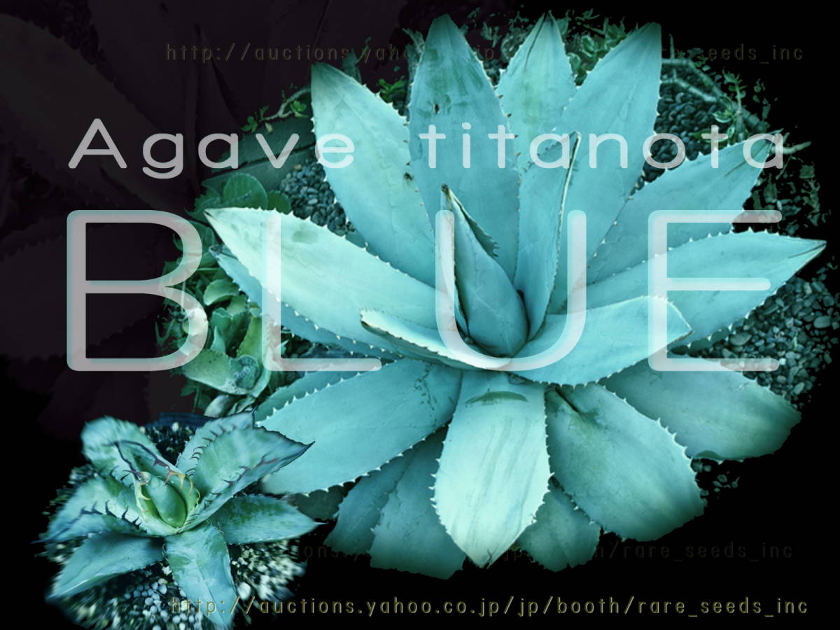 【未使用】【新着】魅惑！アガベ チタノータ ブルー 種子10粒 Agave titanota 'Blue' Alabaster White ③ ...