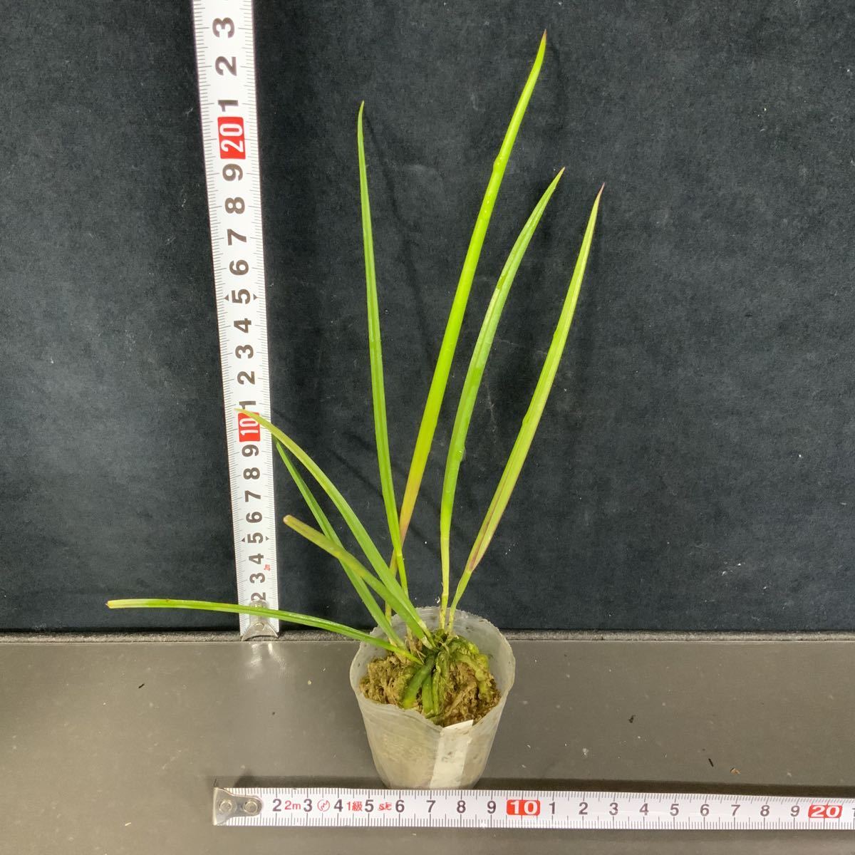 【未使用】(^。 ^)(592)洋蘭原種, B. cucullata 'Ching Hua' x selfの落札情報詳細 - ヤフオク落札価格 ...