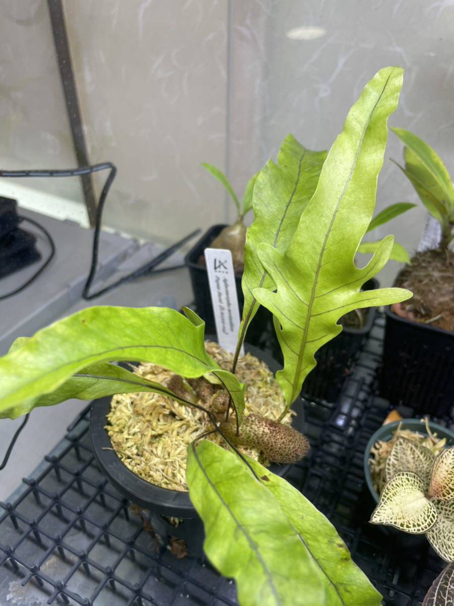 【未使用】KSB:Aglaomorpha splendensフィリピンルソン島高地産アグラオモルファの落札情報詳細 - ヤフオク落札価格情報 ...