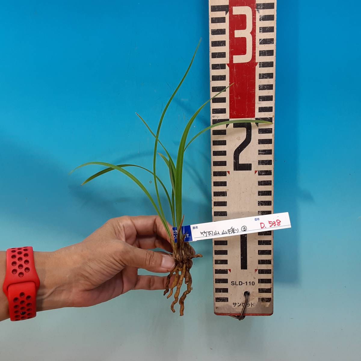 【未使用】D.538 寒蘭「竹内山山採り③ 森氏交配」 寒蘭の店 太陽園ヤフオク支店の落札情報詳細 - ヤフオク落札価格検索 オークフリー