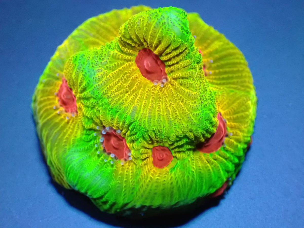 【目立った傷や汚れなし】キクメイシ レインボーファビア Rainbow Favia (土・日・月曜日 発送限定)の落札情報詳細 - ヤフオク ...