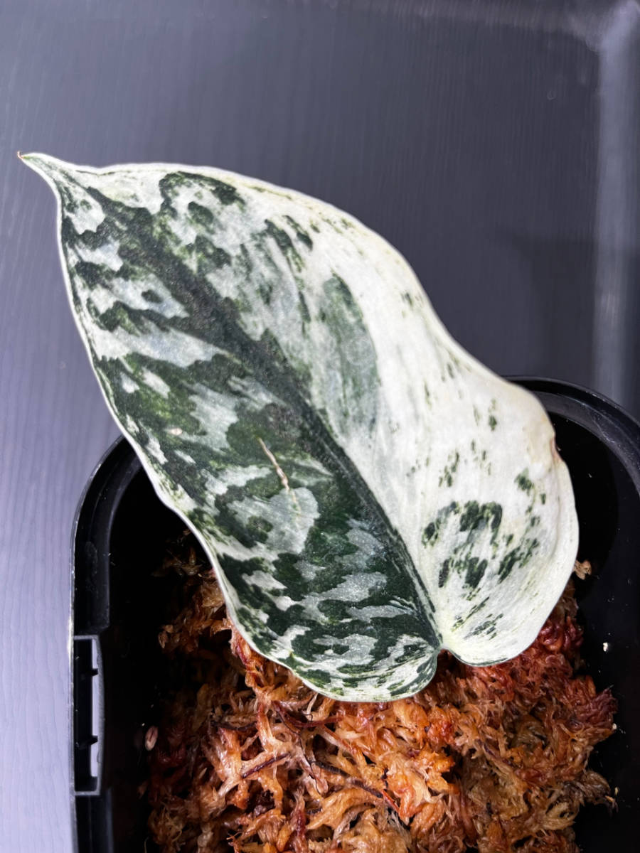 【やや傷や汚れあり】【希少種】スキンダプサス エキゾチカ ピクタス マーブル Scindapsus Pictus Marble Exotica