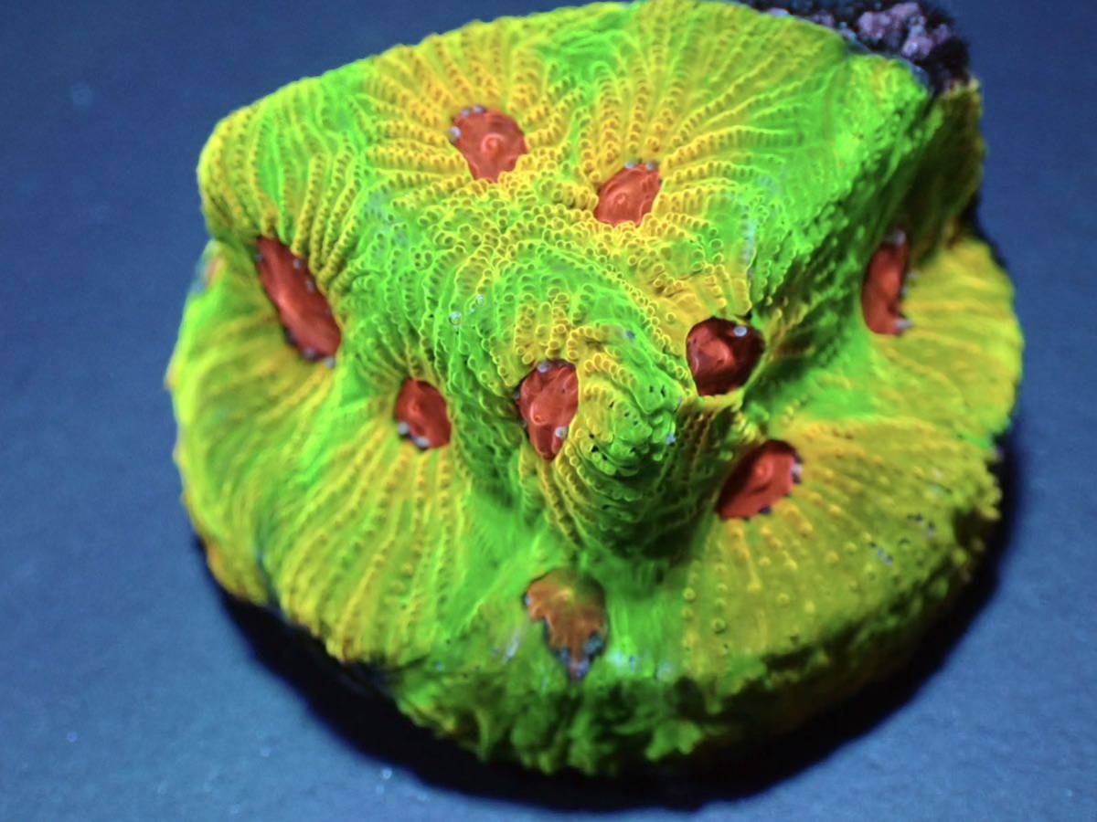 【目立った傷や汚れなし】キクメイシ レインボーファビア Rainbow Favia (土・日・月曜日 発送限定)の落札情報詳細 - ヤフオク ...