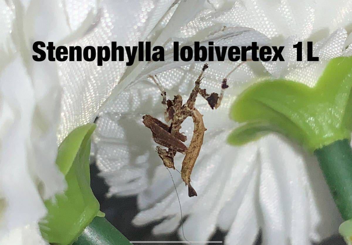 【目立った傷や汚れなし】Stenophylla lobivertex ペルー産 初令幼虫4匹セット ドラゴンマンティス カマキリ ペット 鑑賞 ...