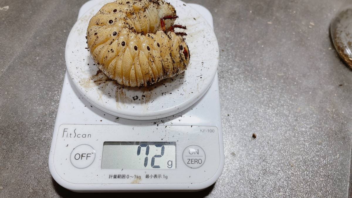 【未使用】DH.ヘラクレスオオカブト3令幼虫72g【HirokA血統×OAKA血統】の落札情報詳細 - ヤフオク落札価格検索 オークフリー