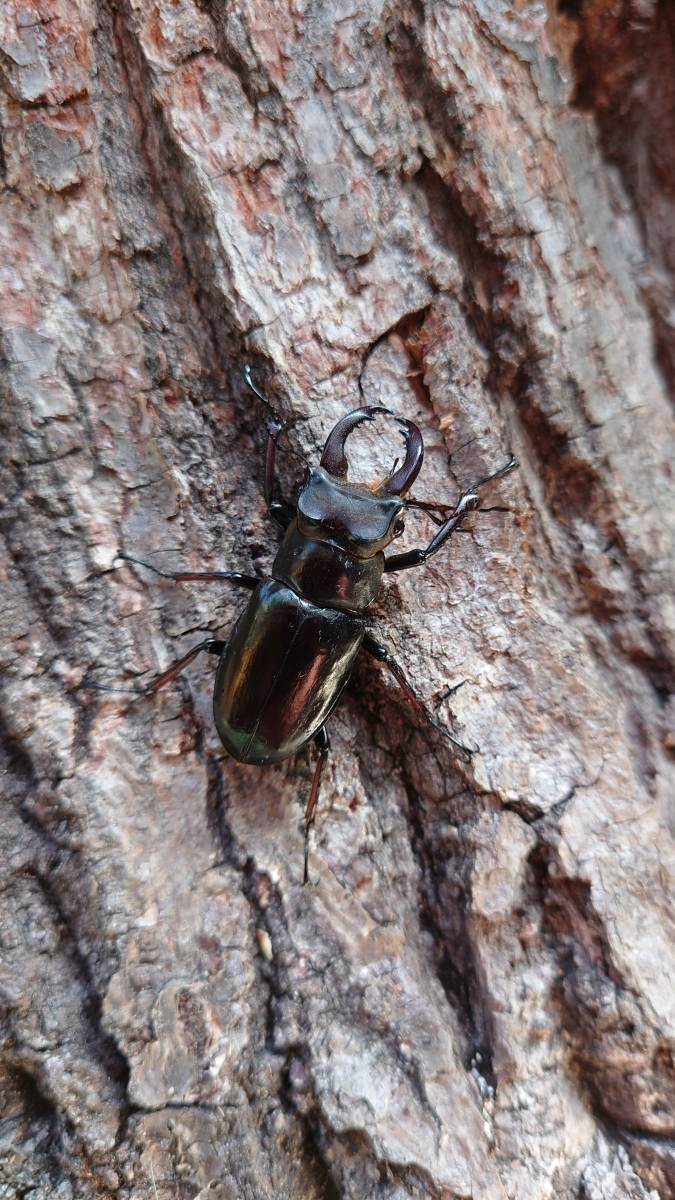 【未使用】♂♀別血統！ランミヤマクワガタWF3（ペア）②の落札情報詳細 - ヤフオク落札価格検索 オークフリー