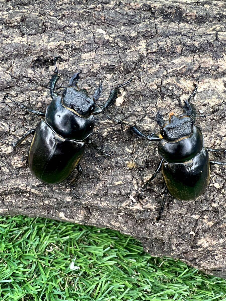 【未使用】ベトナム便 フルキフェルミヤマ ♀単 2匹 wild lucanus tibetanus furcifer チベットミヤマの落札情報 ...