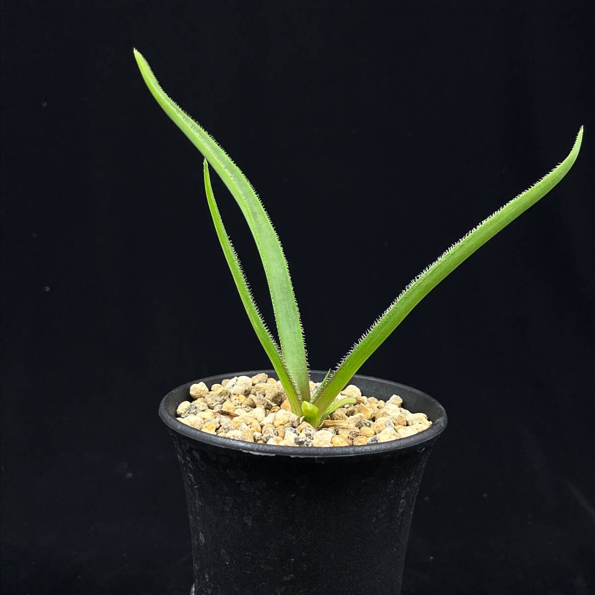 【目立った傷や汚れなし】《PW》アロエ“リカルドシアエ,A.richardsiae var.setosa” 球根アロエ 多肉植物の落札情報詳細 ...