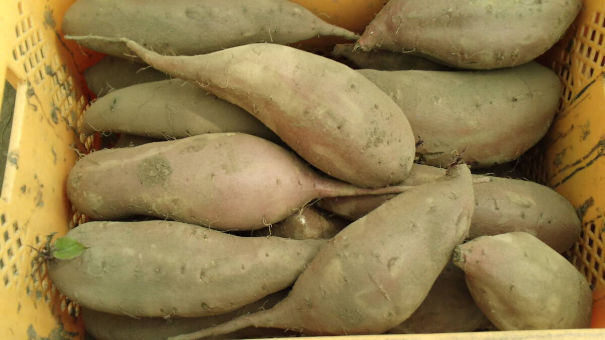 【未使用】シルクスイート（熟成さつまいも）【3L,4L大】5kg 土付き「収穫は去年の11月中旬ごろです」茨城産（鉾田産）の落札情報詳細 - ヤフオク落札価格検索 オークフリー