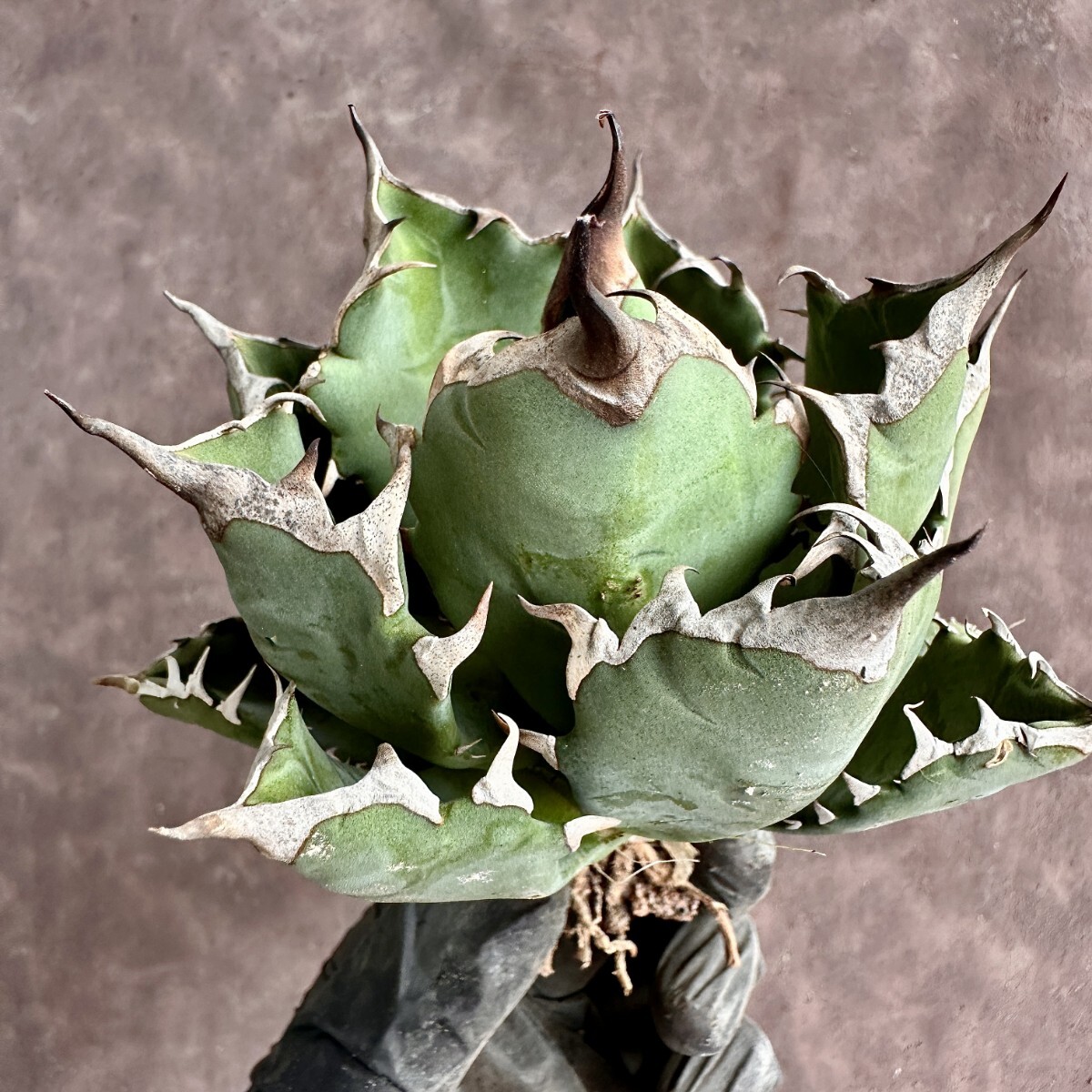 【目立った傷や汚れなし】【Lj_plants】W382 特選 アガベ チタノタ 姫厳竜 良の血統 極上株 濃黒棘 肉厚 大甲蓋 極上強棘 極上美株の落札情報詳細 - Yahoo!オークション ...