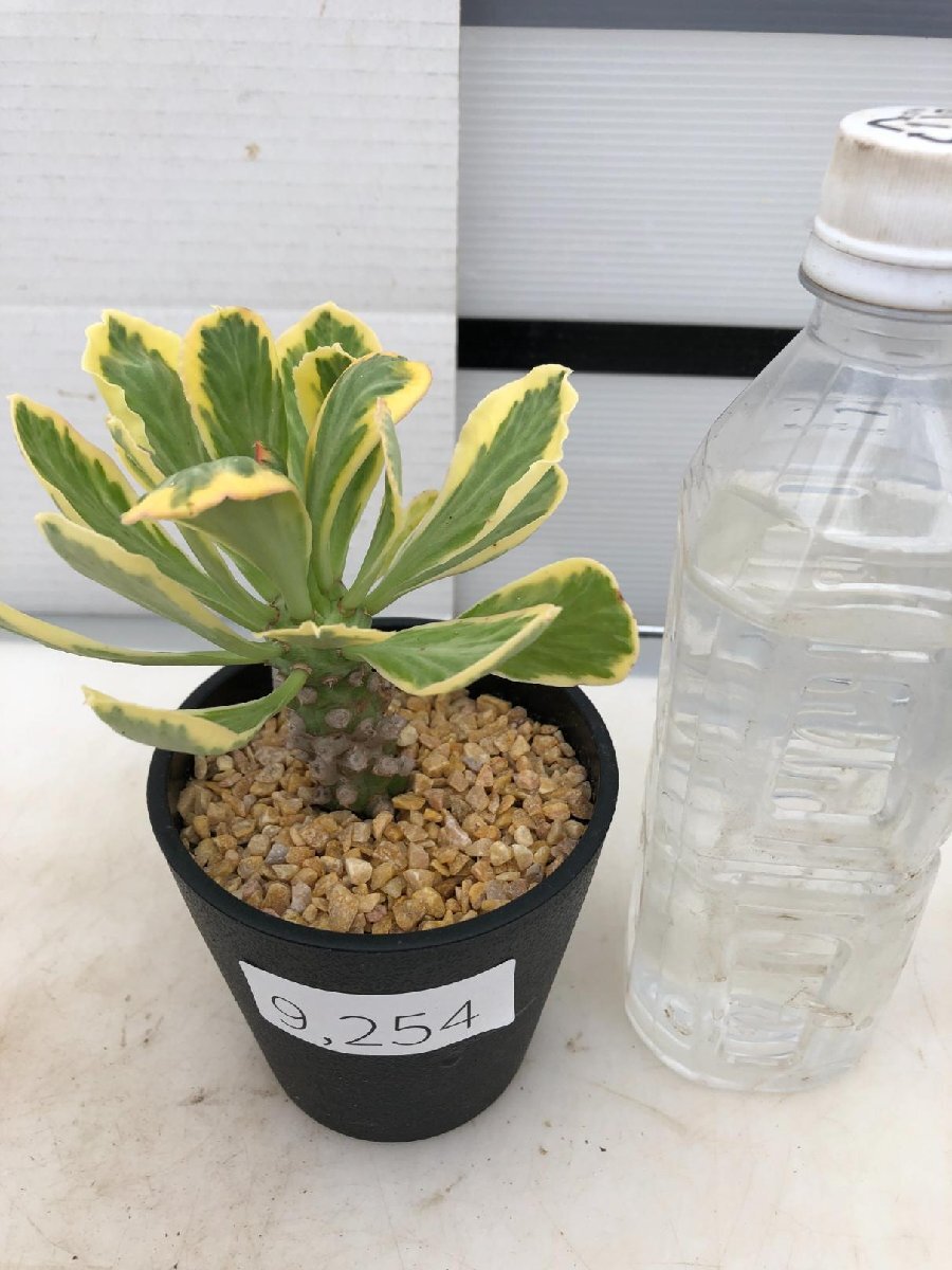 【未使用に近い】9254 「多肉植物F」ユーフォルビア ポイゾニー 【接ぎ木・発根・Euphorbia poissonii・ポイソニー】の落札情報詳細 - Yahoo!オークション落札価格検索 ...