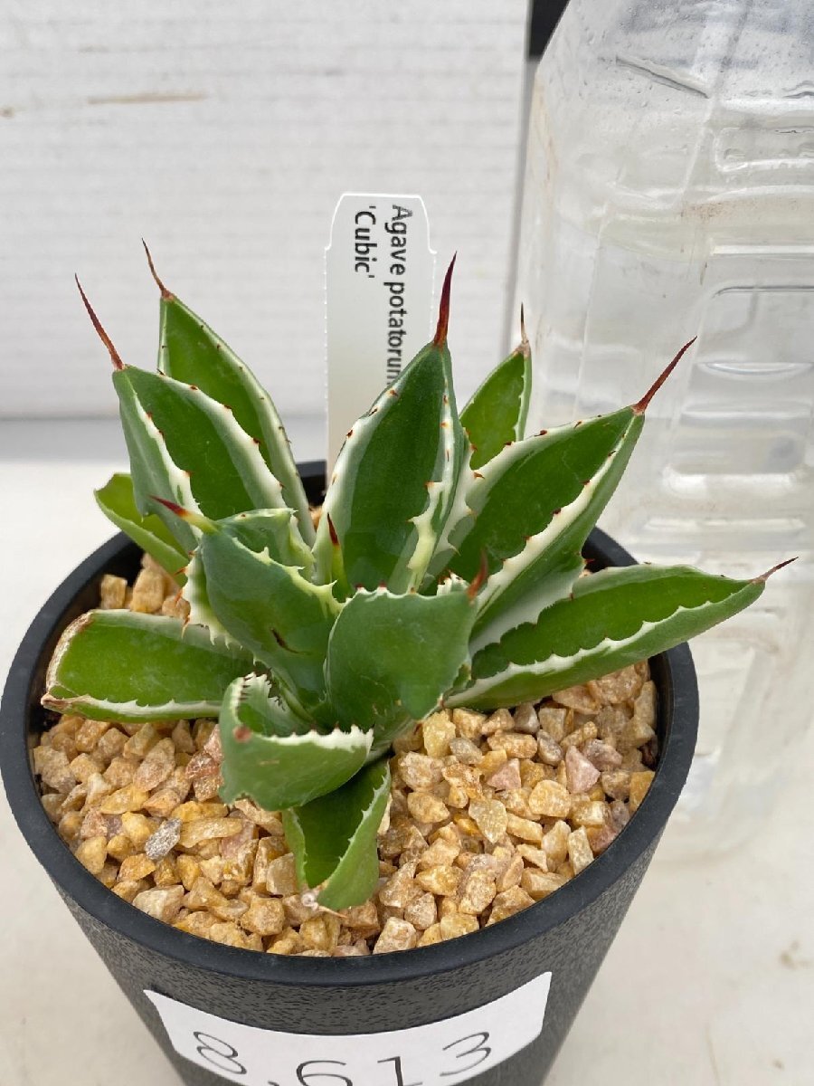 【未使用に近い】8613 「多肉植物F」アガベ キュービック 斑入り【美株・発根・Agave potatorum f.monstrosa 'cubic'】の落札情報詳細 - Yahoo ...