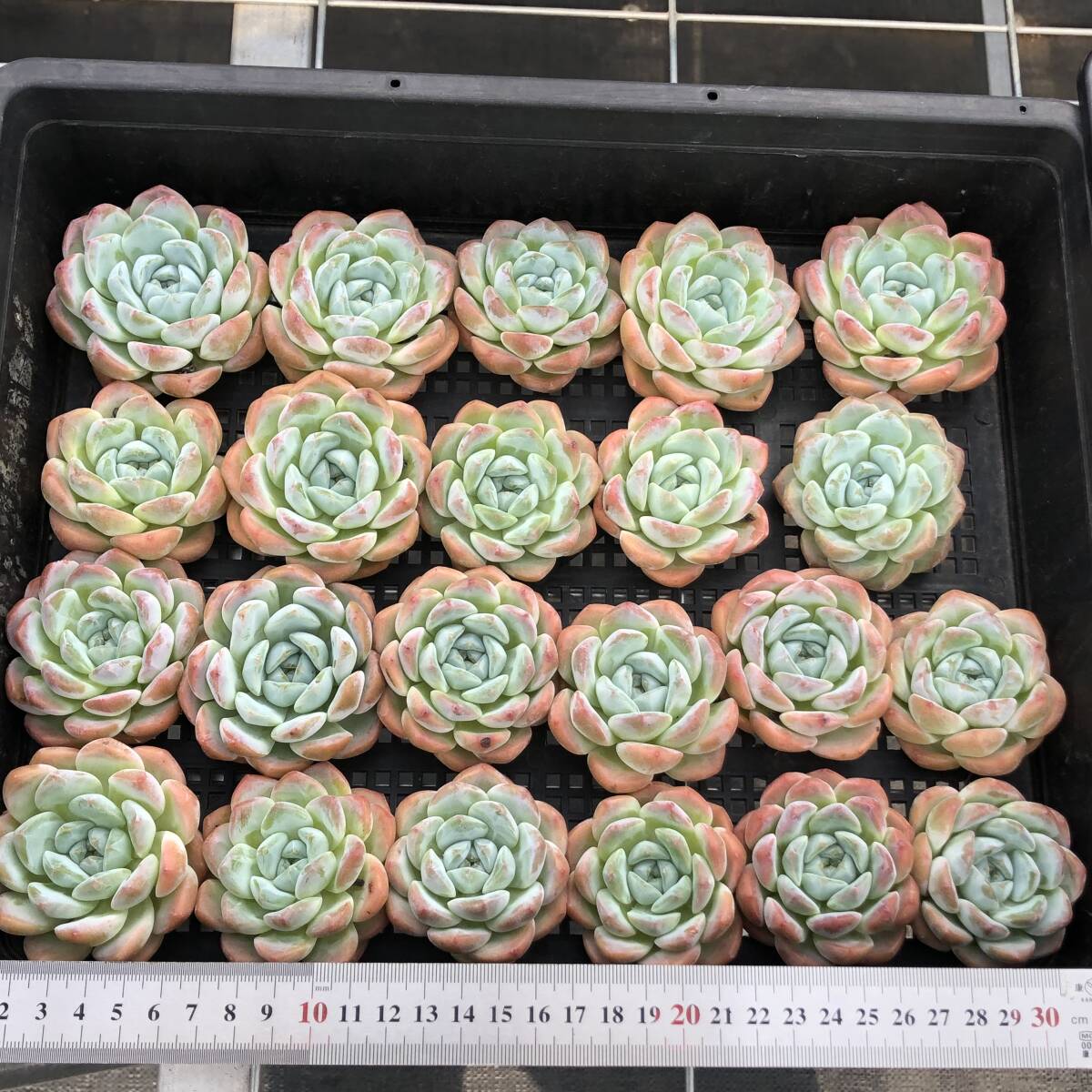 【未使用】エケベリア22個 1001-K075 アイスドリーム 多肉植物 カット苗 寄植え 出荷日10/3か4の落札情報詳細 - Yahoo!オークション落札価格検索 オークフリー