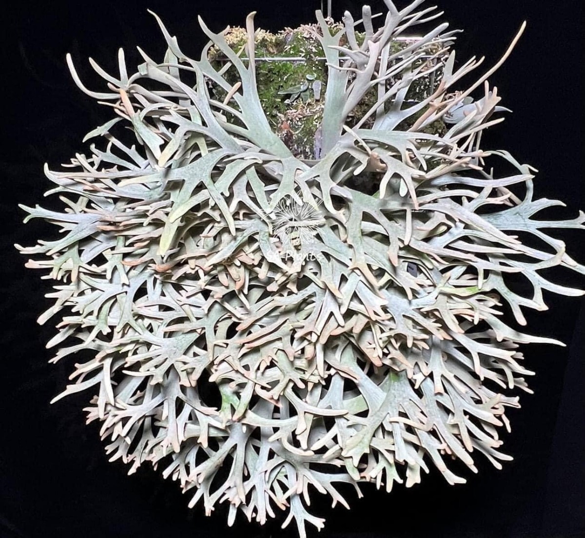 【やや傷や汚れあり】C5 P.Willinckii cv.Nano OC pup 株分け 子株の落札情報詳細 - Yahoo!オークション落札価格検索 オークフリー