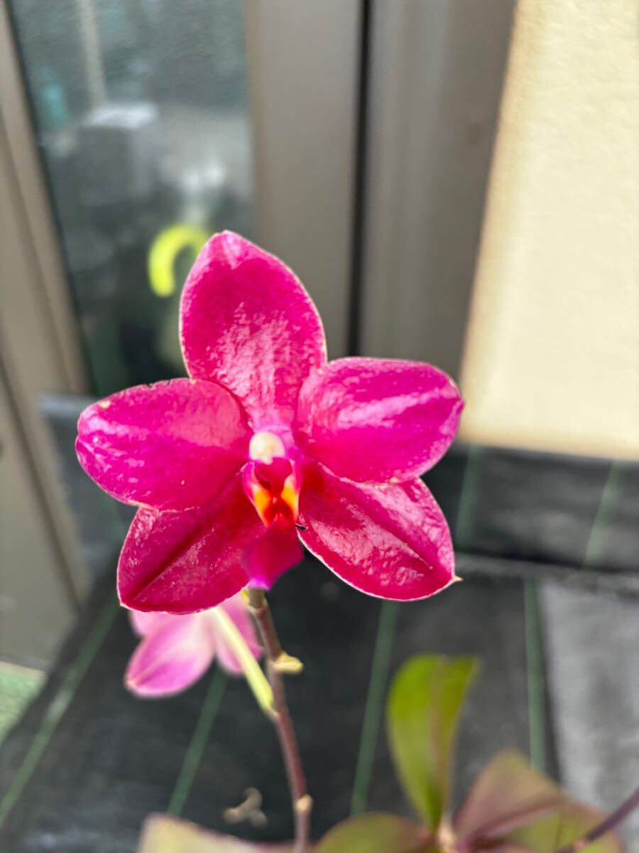 【傷や汚れあり】洋ラン Phal. Ho's Black Cherub (Ching Fang Queen x Crimson Cherub ...
