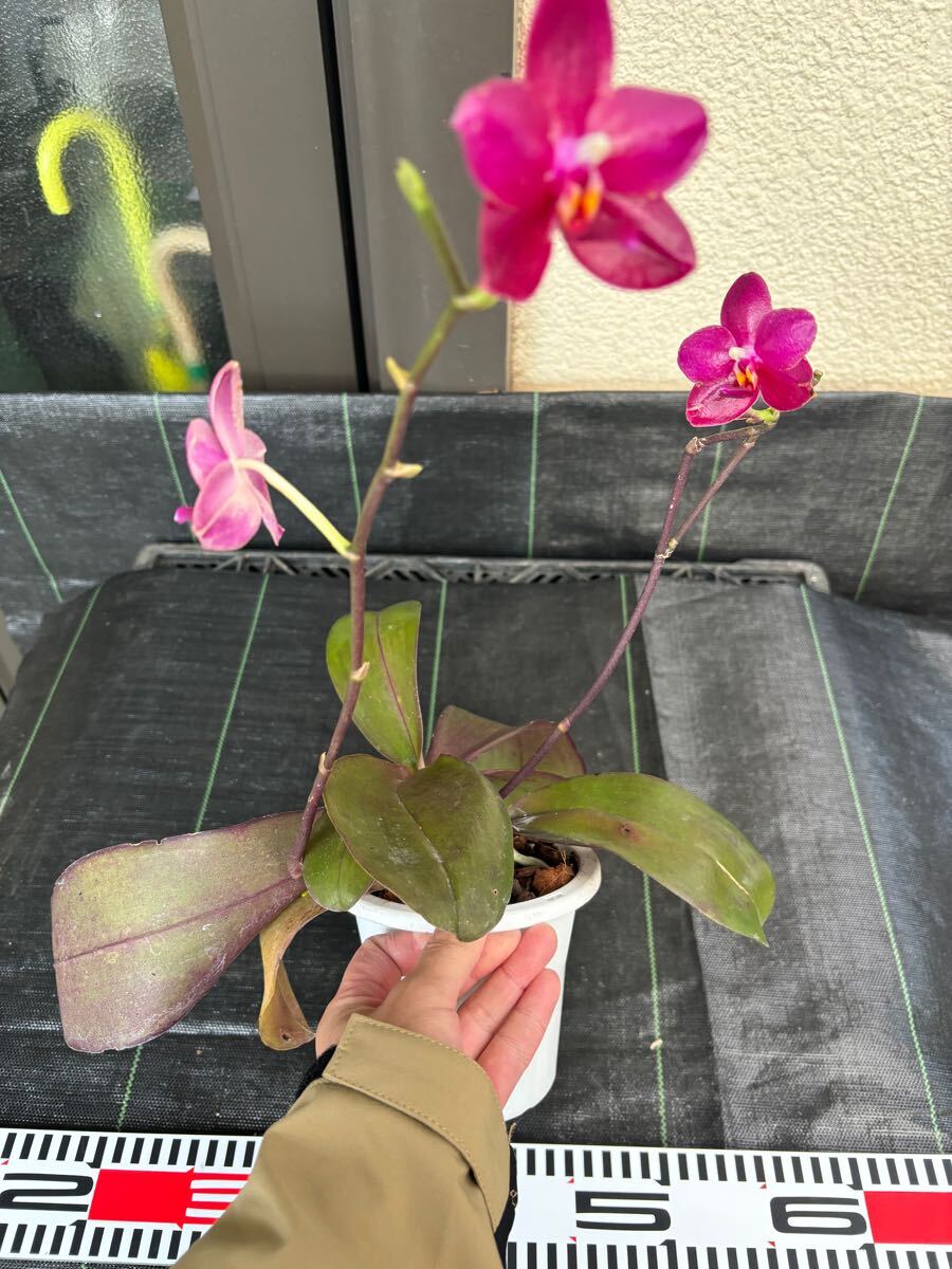 【傷や汚れあり】洋ラン Phal. Ho's Black Cherub (Ching Fang Queen x Crimson Cherub ...