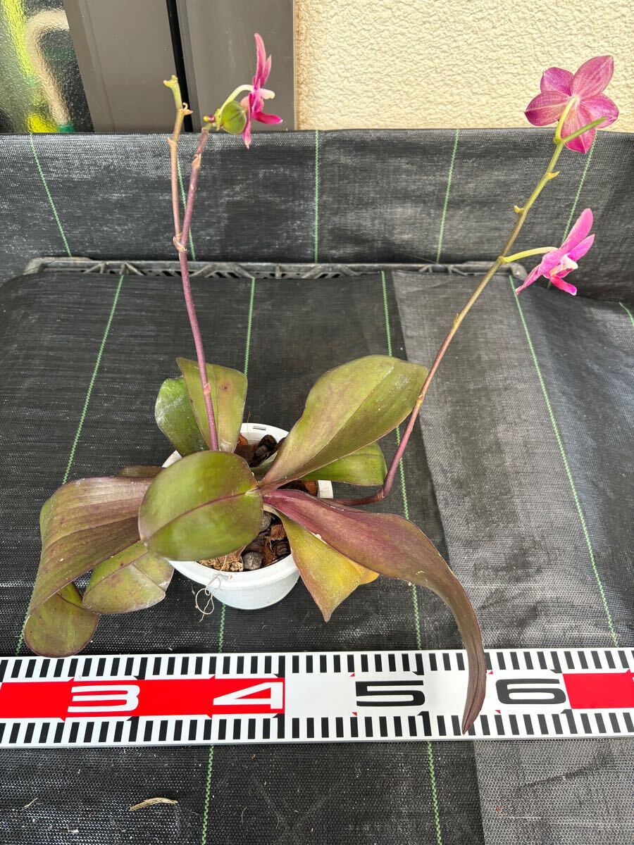 【傷や汚れあり】洋ラン Phal. Ho's Black Cherub (Ching Fang Queen x Crimson Cherub ...