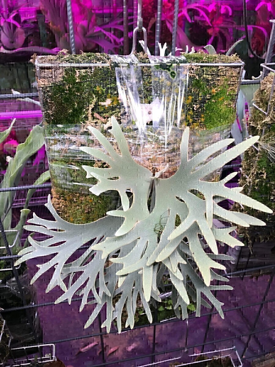 【やや傷や汚れあり】C39. P.Willinckii O.M.G sporelingの落札情報詳細 - Yahoo!オークション落札価格検索 オークフリー